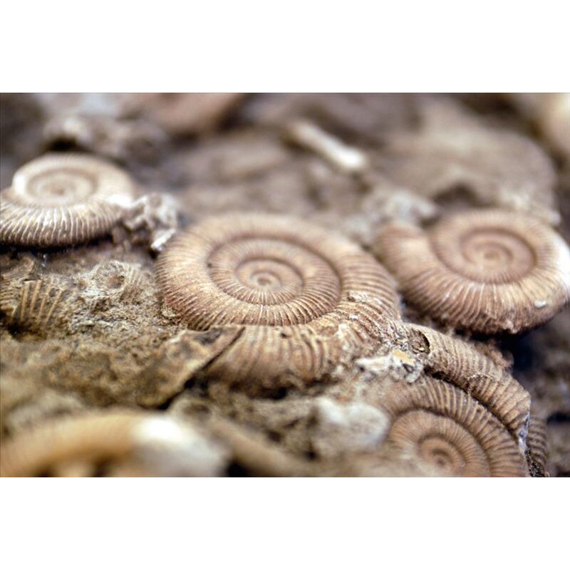 AS Creation AP Digital Fossil 4700-63 , 470063 2m x 1.33m Fototapete ...